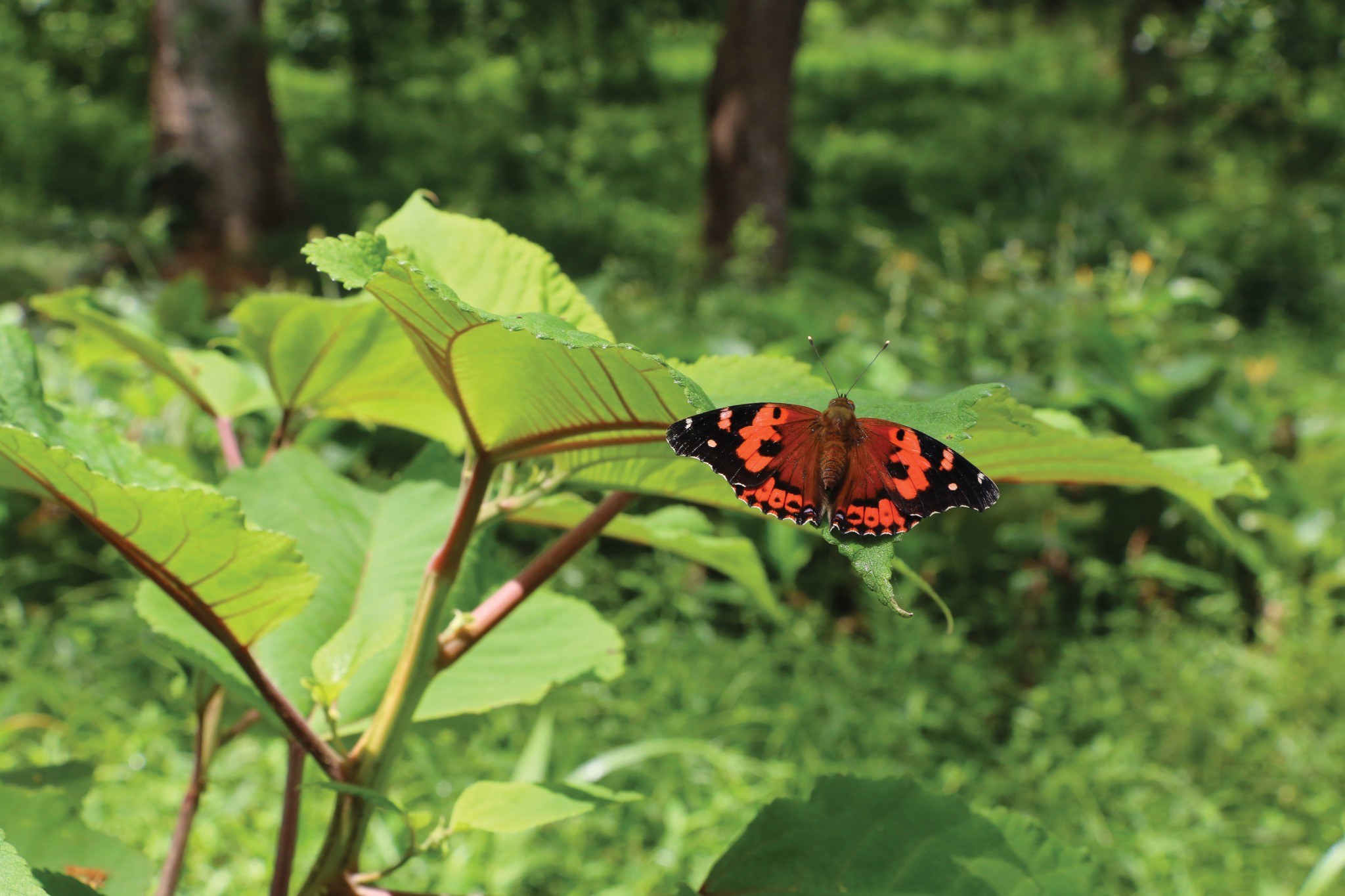 Pulelehua in the Wild - Hawaii Business Magazine