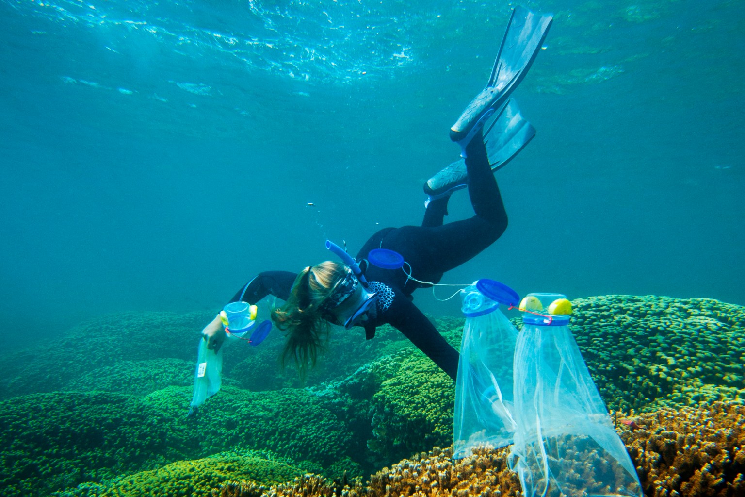 Hawaiʻi's Super Coral: Evolution on Fast Forward - Hawaii Business Magazine