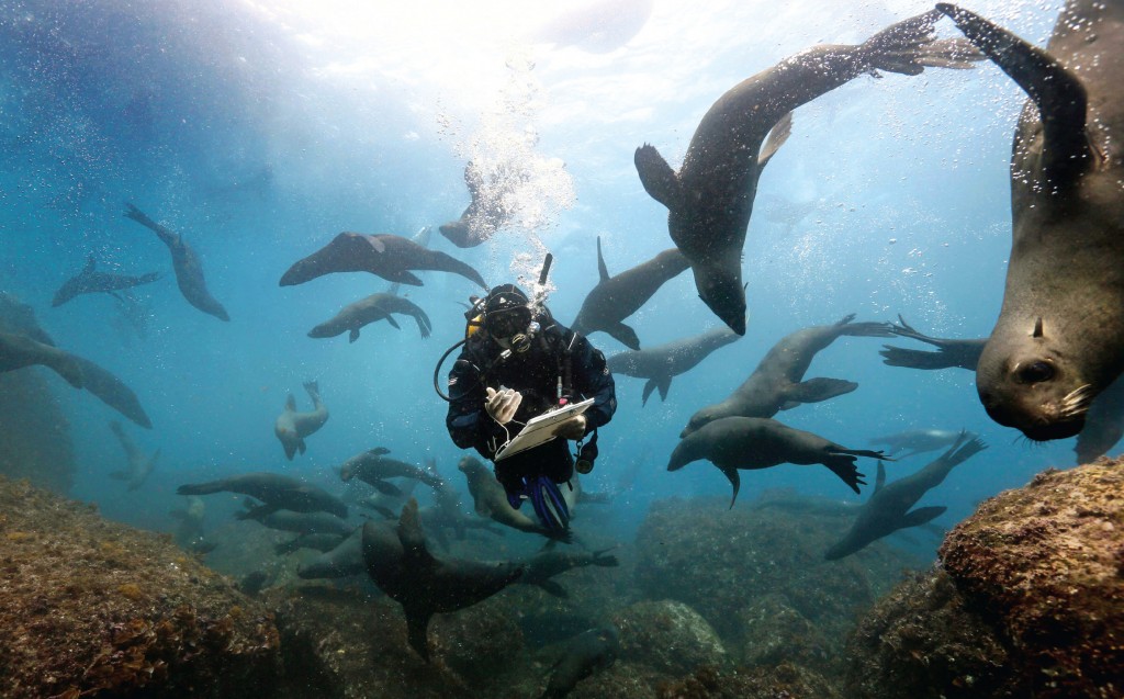 My Job: I’m Underwater With Sharks, Polar Bears, Walruses - Hawaii ...