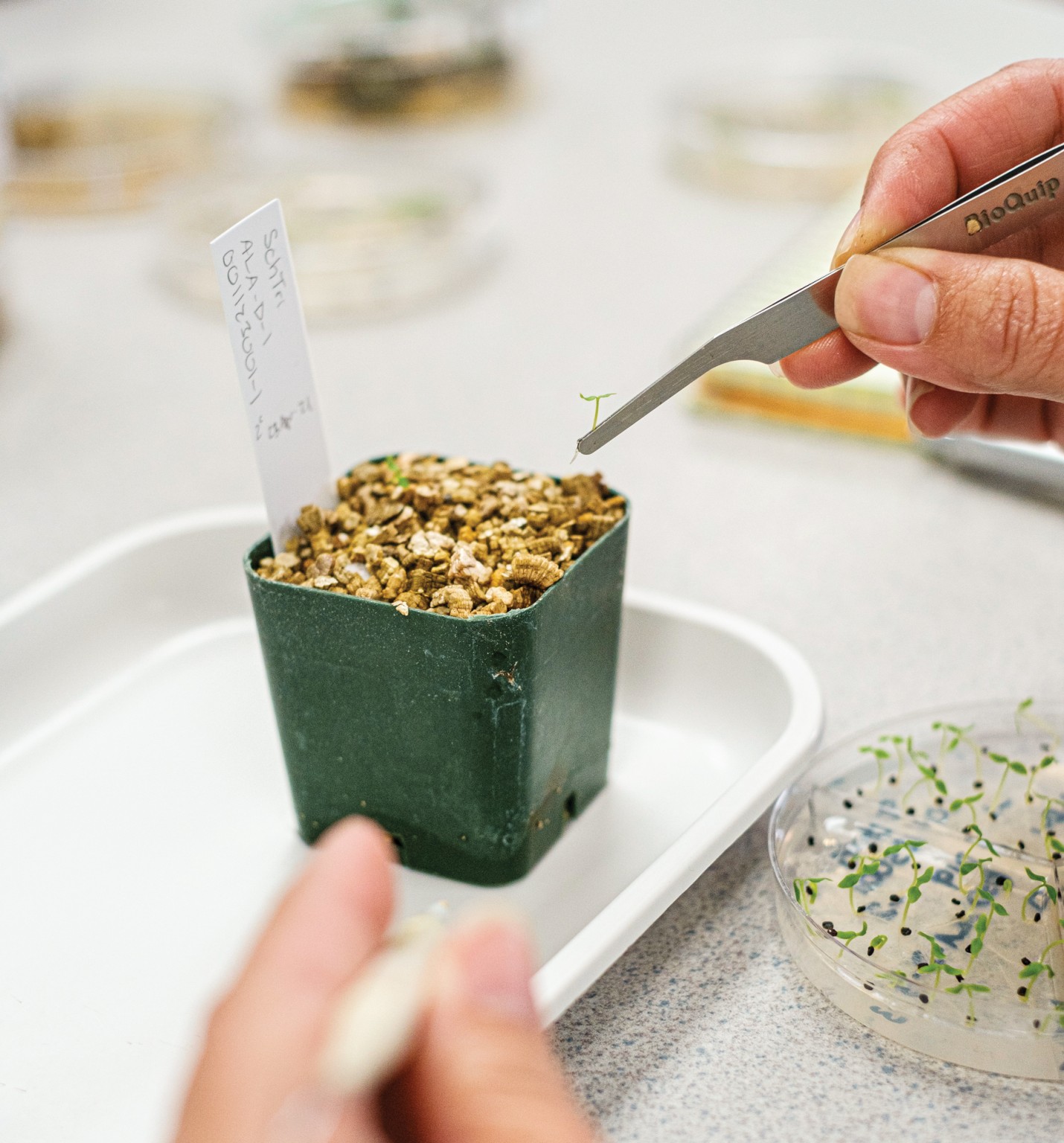 Saving Hawai‘i’s Endemic Plants, One Seed at a Time - Hawaii Business ...