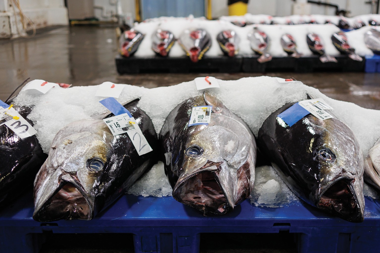 The Honolulu Fish Auction Celebrates Its 70th Anniversary - Hawaii ...