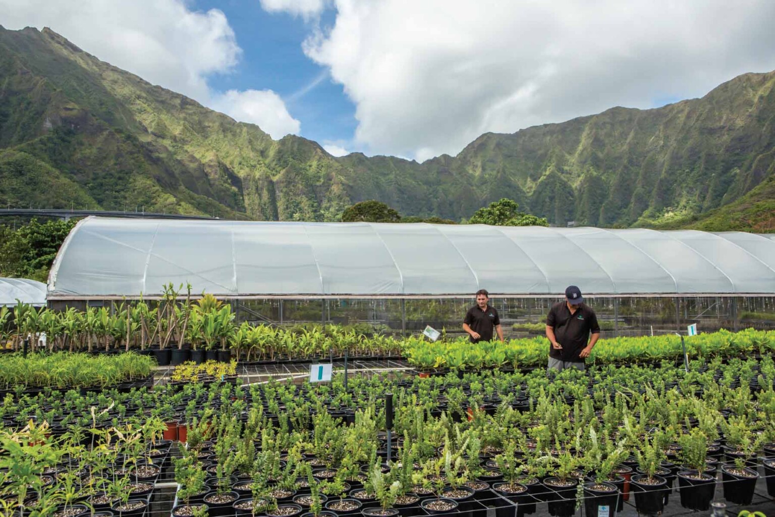 Pineapples May Be Iconic. But for Some Local Businesses, Niu and ...