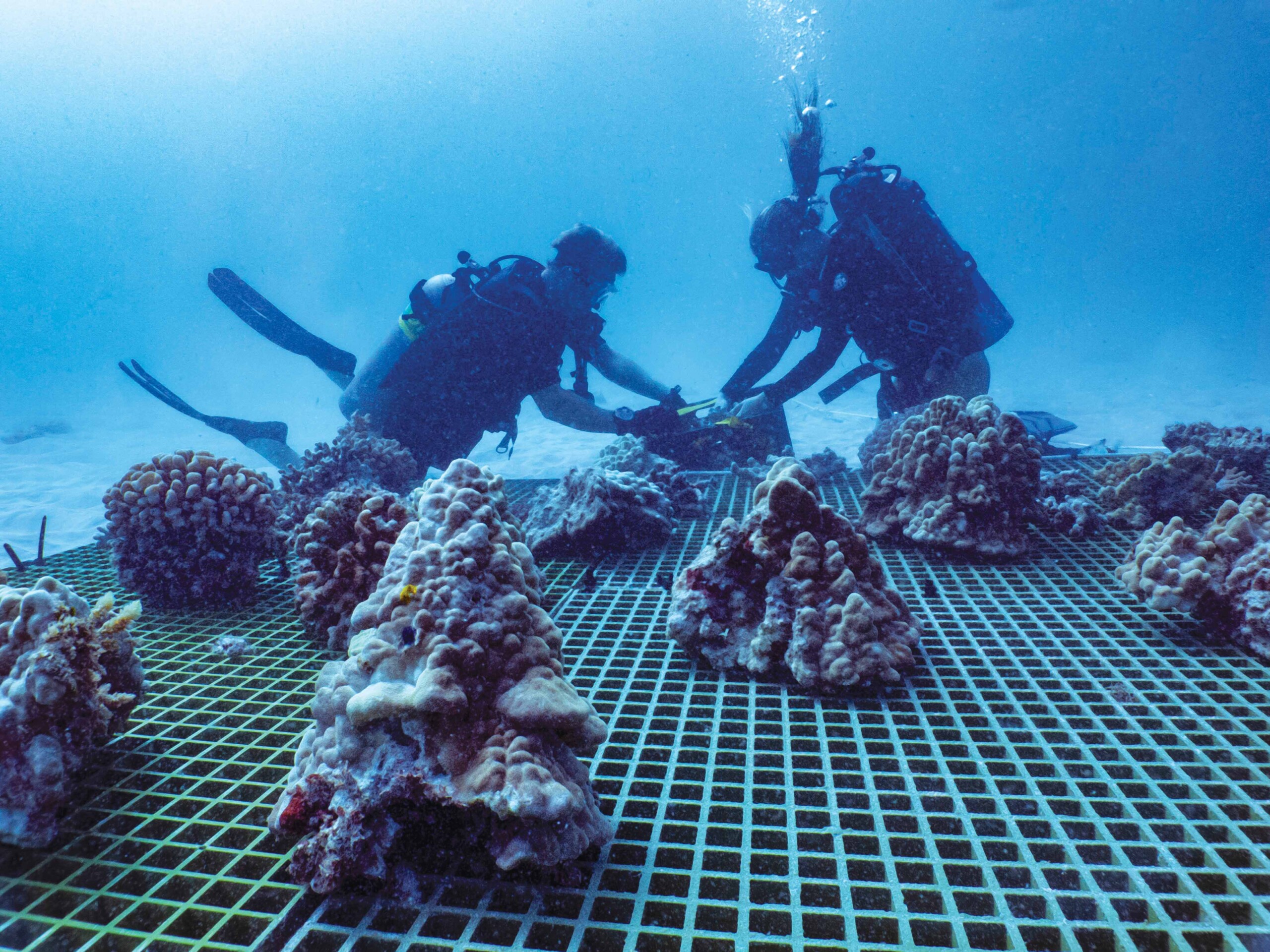 This Coral Restoration Nonprofit Combines New and Old Wisdom - Hawaii ...