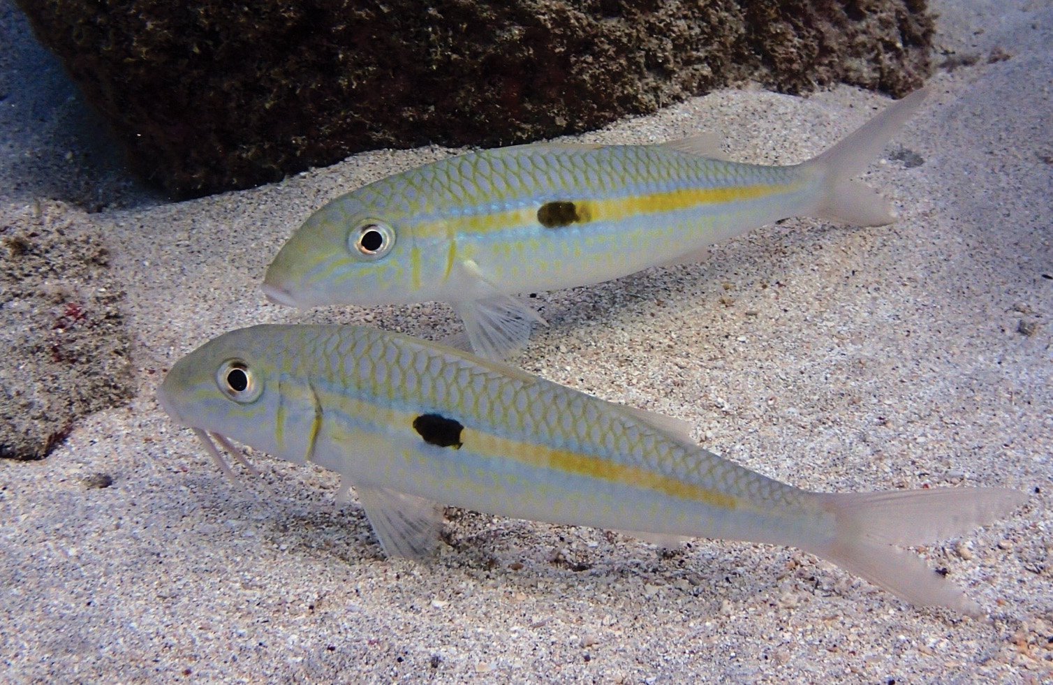 Top 10 Species You’re Likely to Spot While Snorkeling in Hawai‘i ...