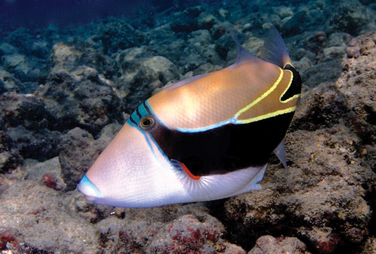 Top 10 Species You’re Likely to Spot While Snorkeling in Hawai‘i ...
