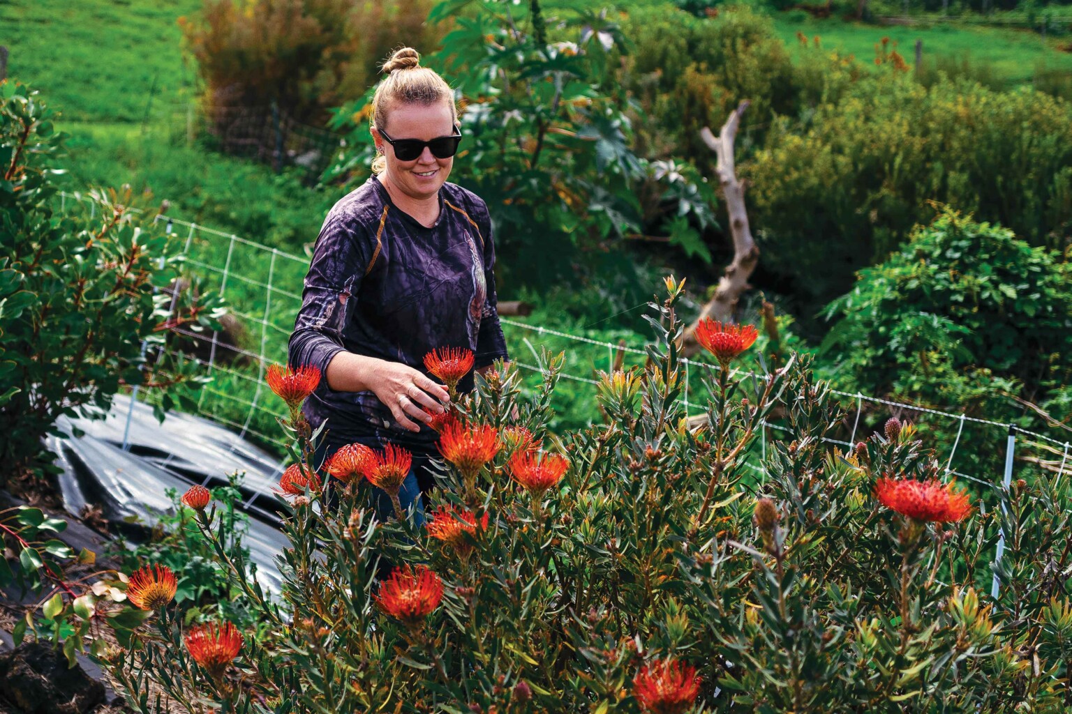 This Protea Farm on Maui Is Still Going Strong - Hawaii Business Magazine