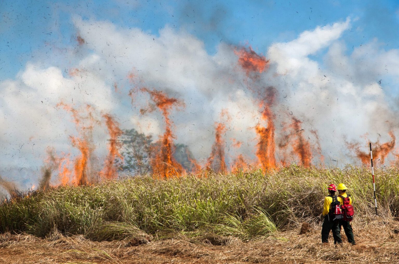 Unified Efforts: Building Hawai‘i’s Wildfire Resilience Together ...