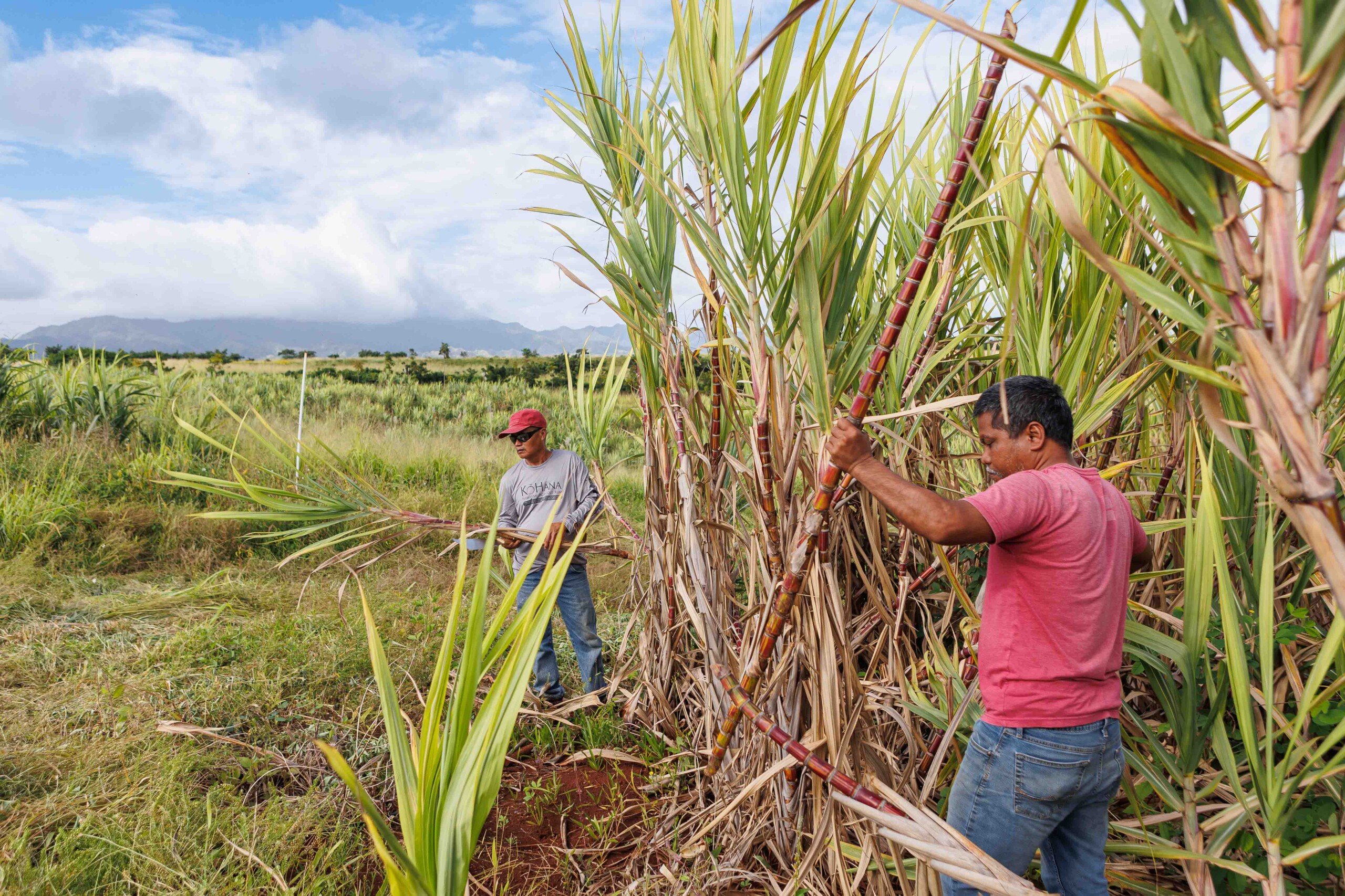 Making Rum from Sugar Cane in Hale‘iwa - Hawaii Business Magazine
