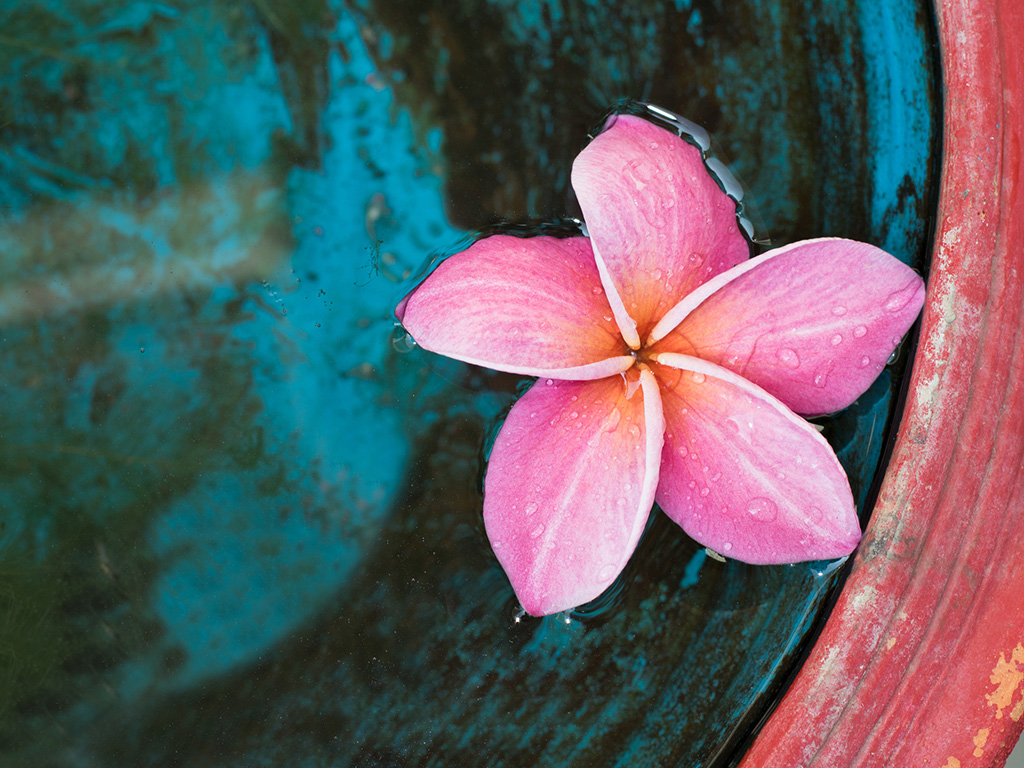 Hawaii Flowers for Summer Vibes - Hawaii Home + Remodeling