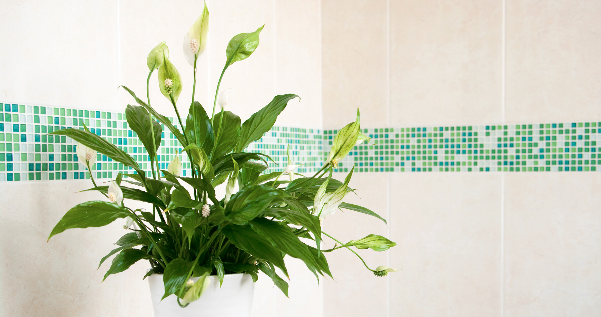 Celebrate the First Day of Spring with These Easy House Plants - Hawaii ...