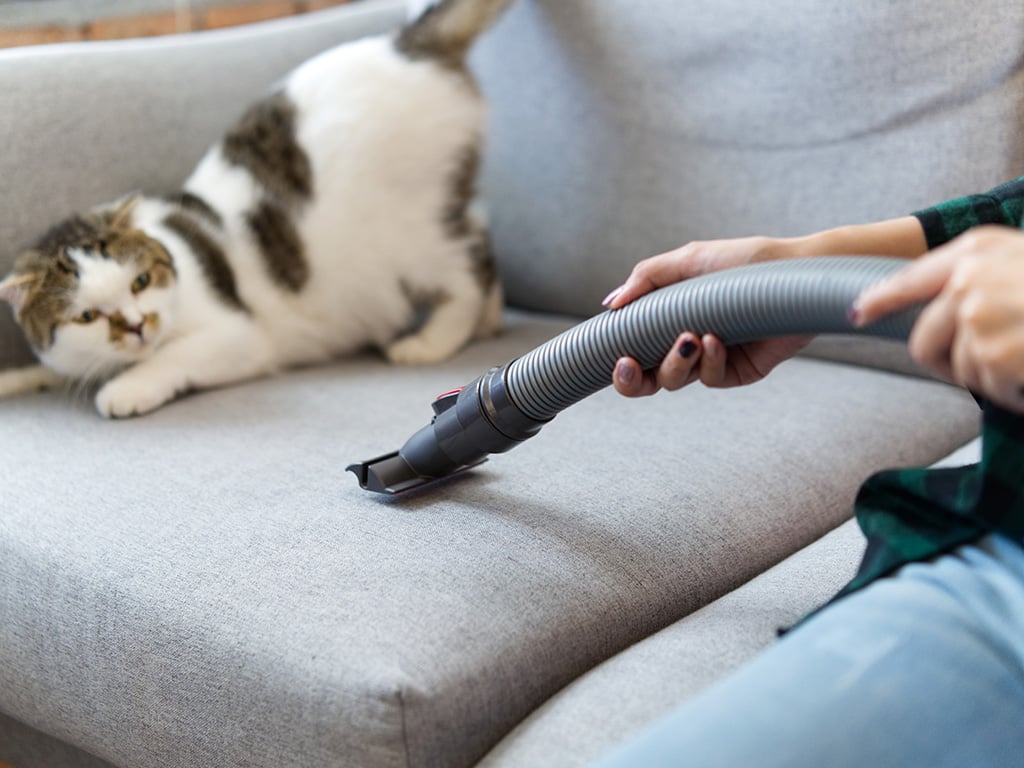 4 Tips for a Cat-Friendly Home - Hawaii Home + Remodeling