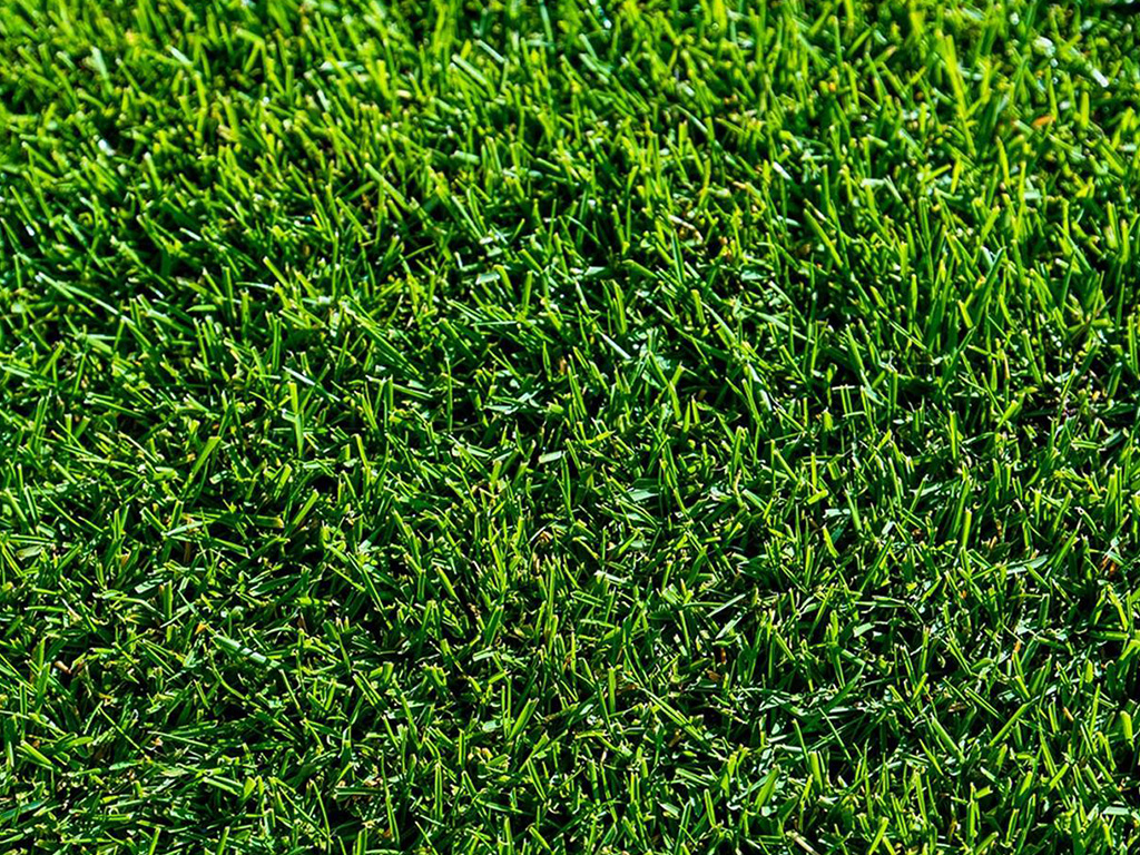 A New Yard for the New Year - Hawaii Home + Remodeling