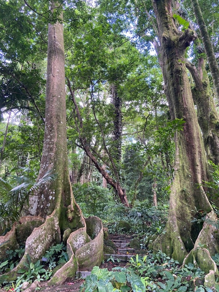 Your Guide to Mānoa on Oʻahu - Hawaii Magazine