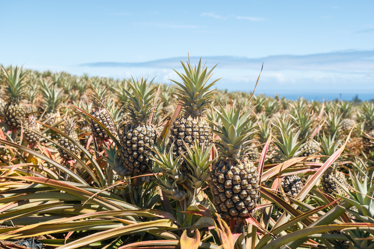 Savor Sweet Pineapple and Farm-to-Table Cuisine on this Culinary Adventure - Hawaii Magazine