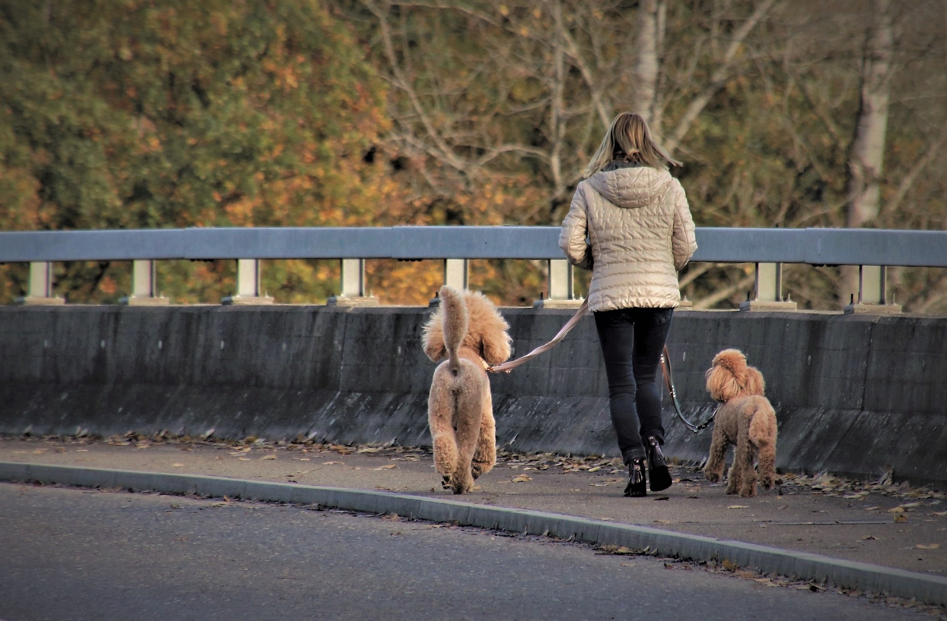 The Number of Dog-Walking Injuries Has Quadrupled in the Past 20 Years ...