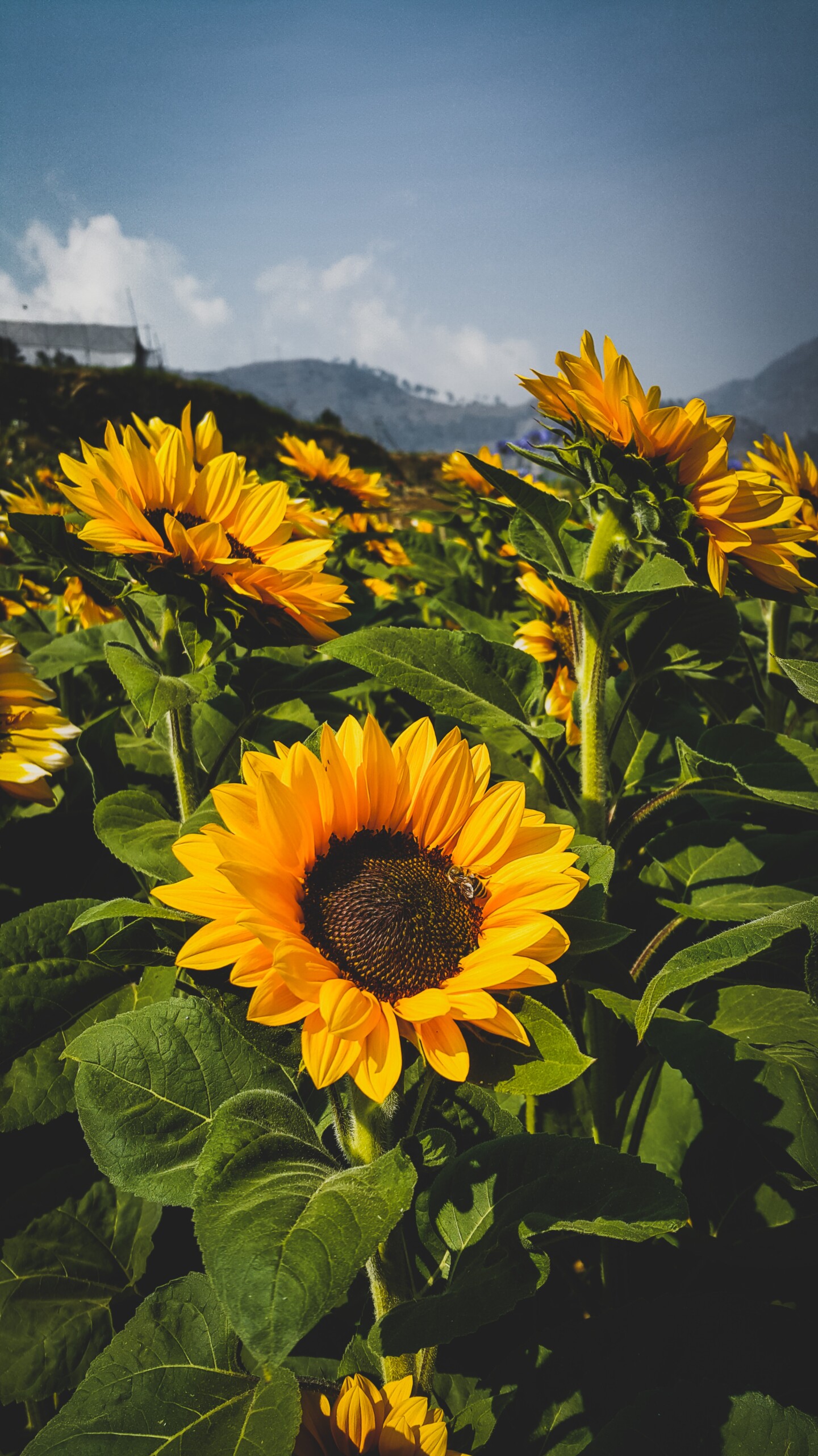 Tumblr Sunflowers Photography