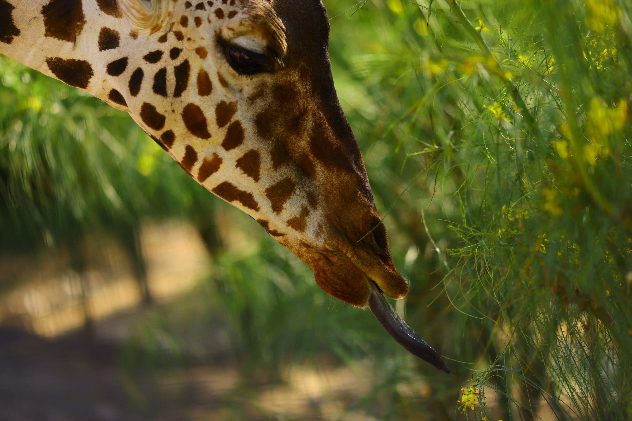 Only One In World: A Very Rare Giraffe Born In Tennessee Zoo - Hits 96 ...