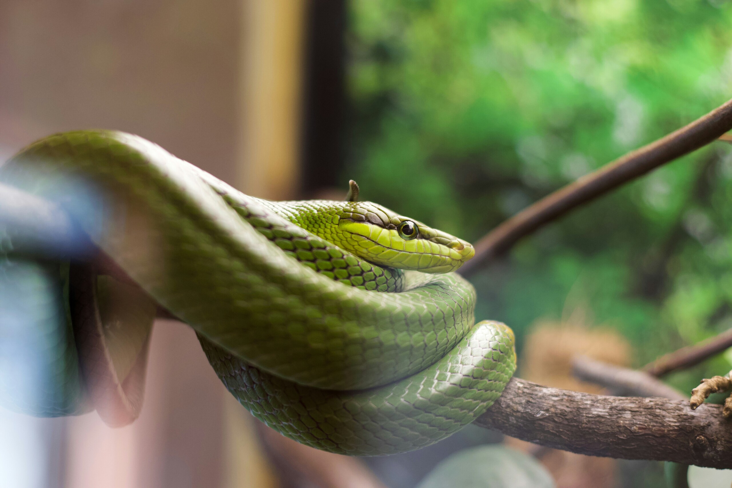 Snakes On A Yoga Mat - Hits 96 | WDOD-FM