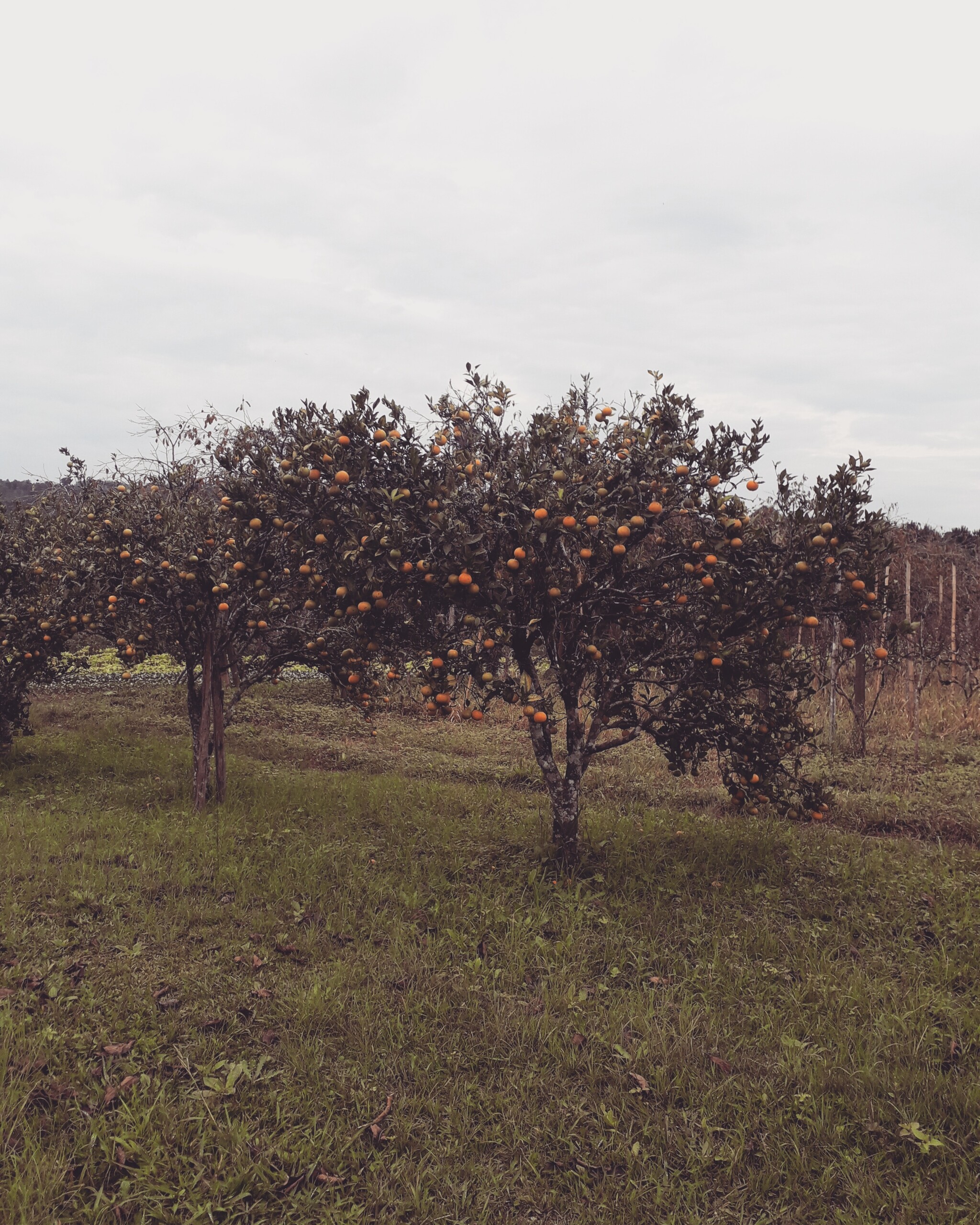 USDA: Florida orange crop down 36 % after twin hurricanes - KBSI FOX23 ...