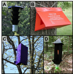 Forest pest surveyors to trap insects to monitor for invasive pests ...