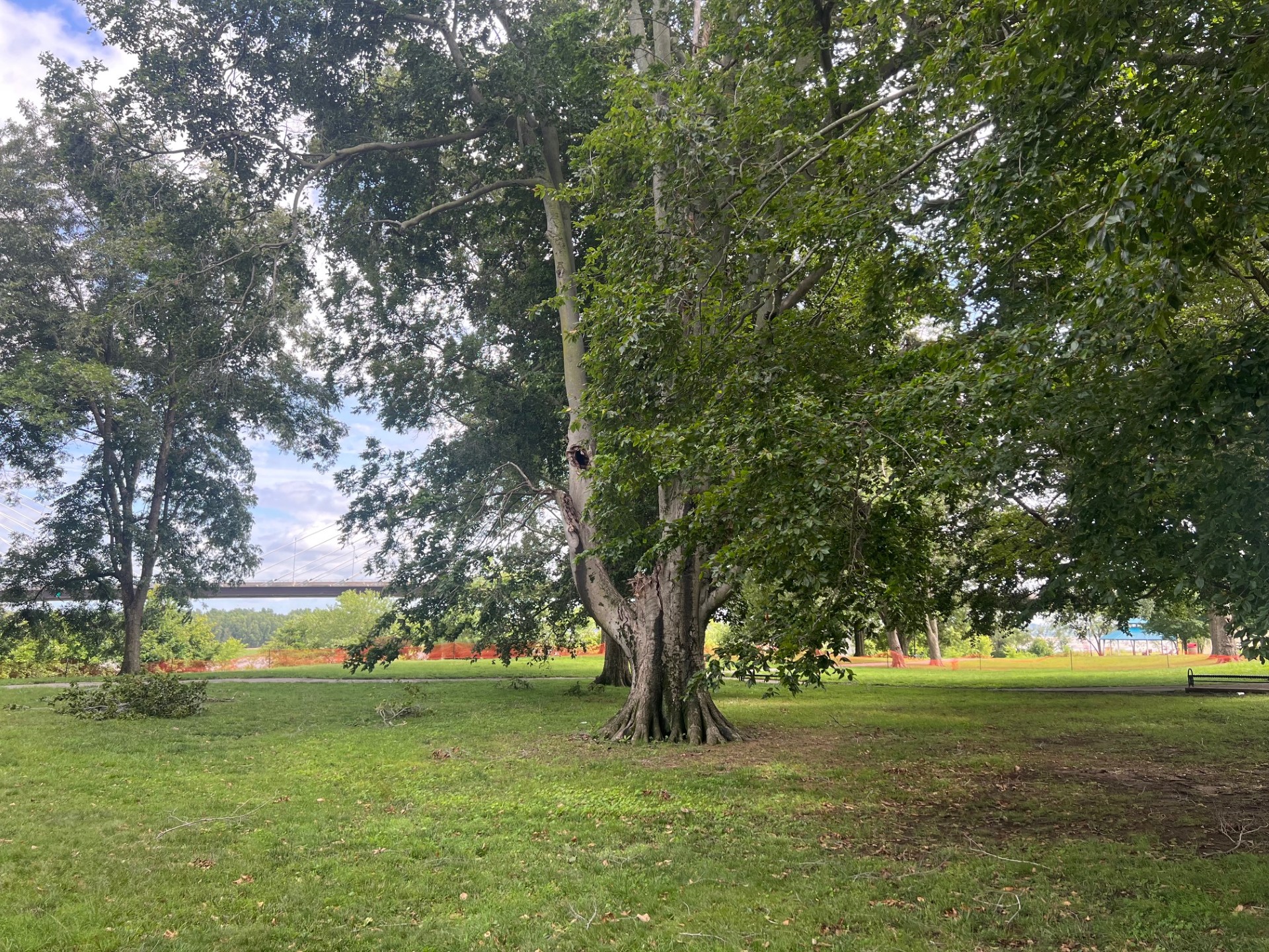 200 year old state champion beech tree to be removed from Southeast MO ...