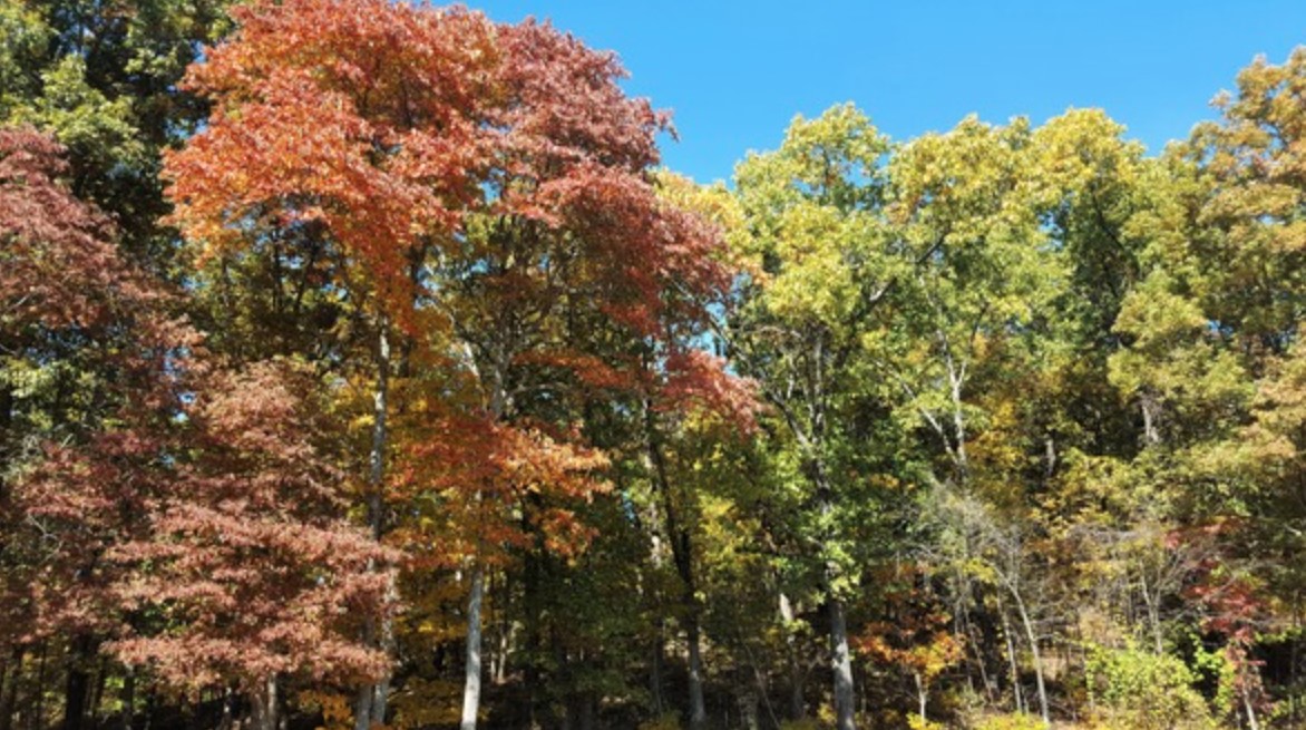 Where to see the best fall colors in southeast MO - KBSI FOX23 News ...