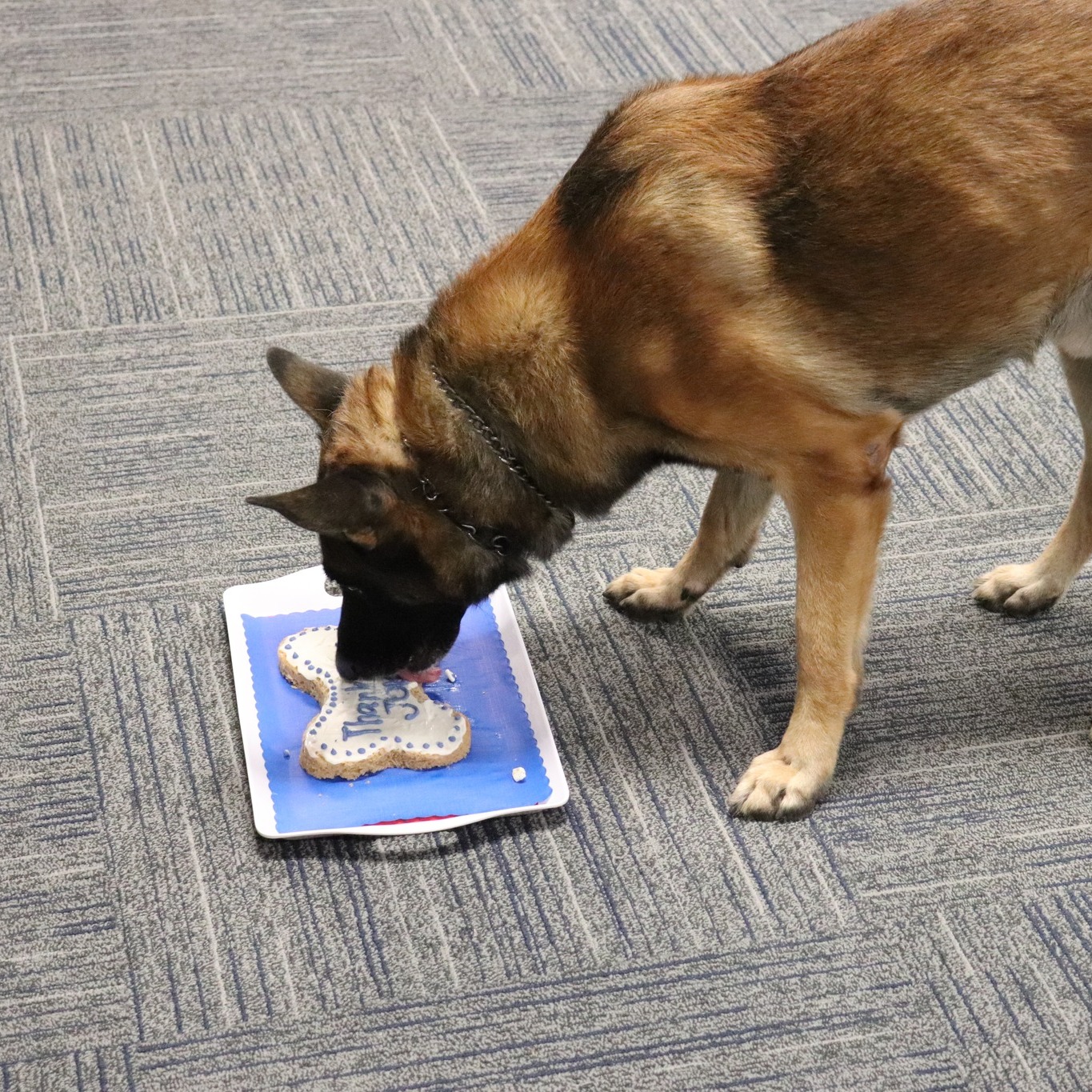 K9 retires from Paducah police department - KBSI Fox 23 Cape Girardeau News | Paducah News