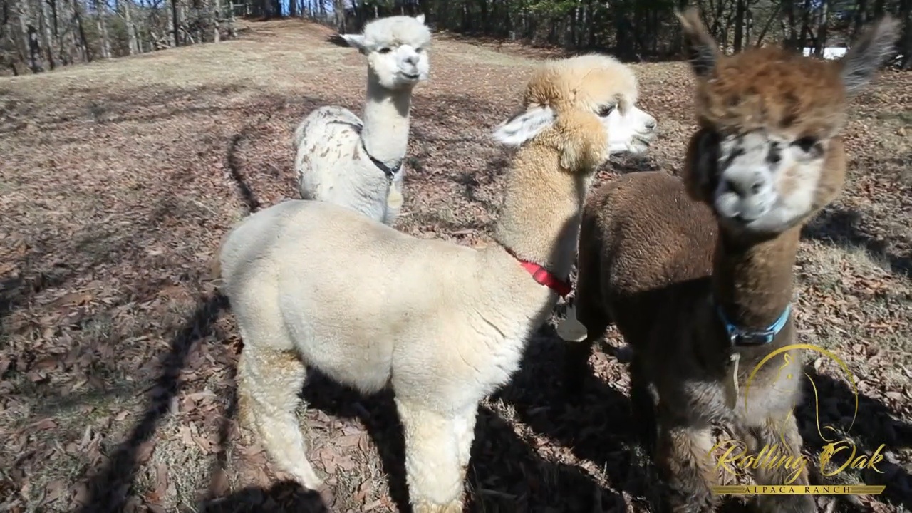 Rolling Oak Alpaca Farm - KBSI FOX23 News Cape Girardeau News | Paducah ...