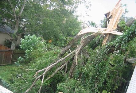 Trying to get rid of unwanted tree limbs?