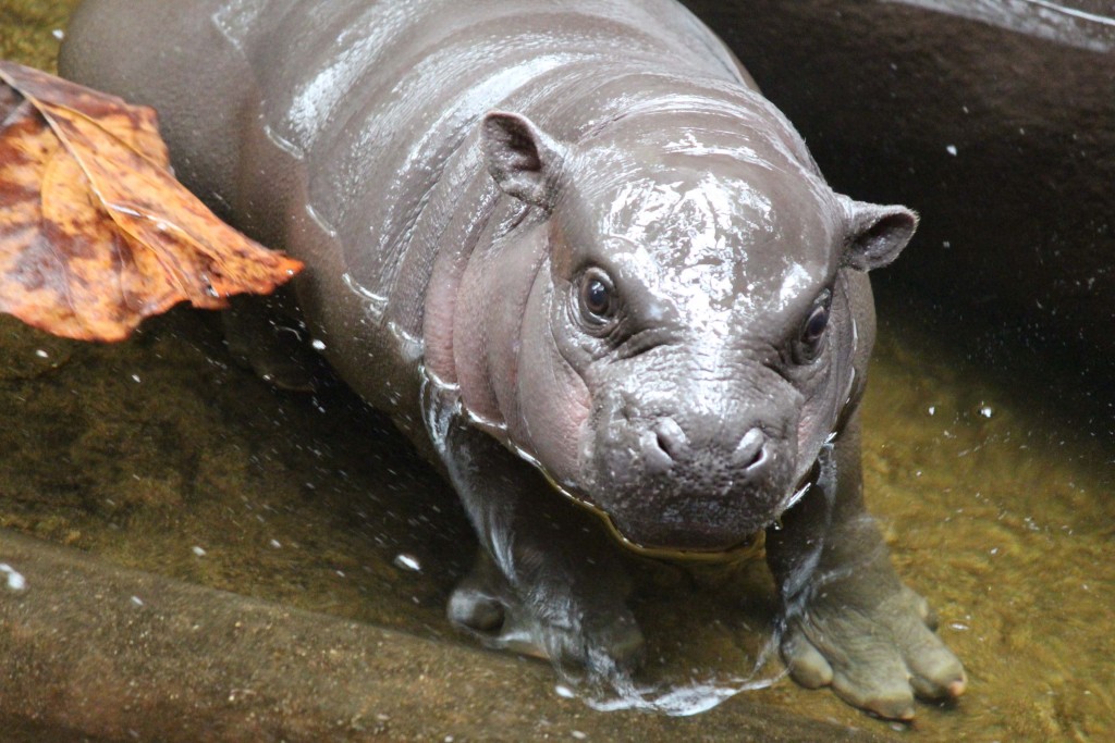 Baby Pygmy Hippo On Display At Henry Doorly Zoo