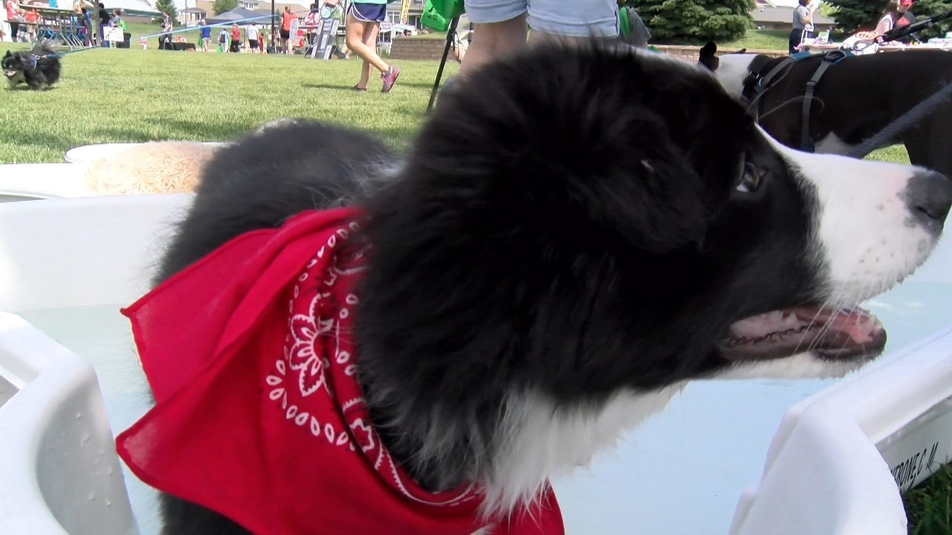 Capital Humane Society's "Tails 'N Trails Pet Walk"