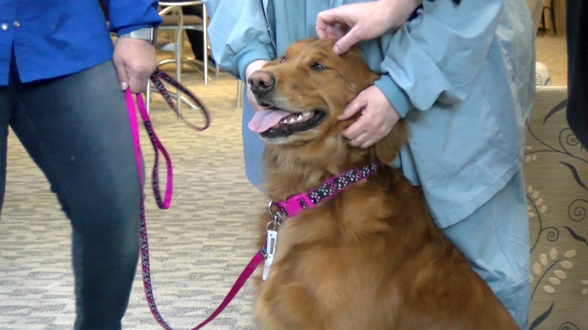 Therapy Dogs Visit Patients and Staff at Local Hospital