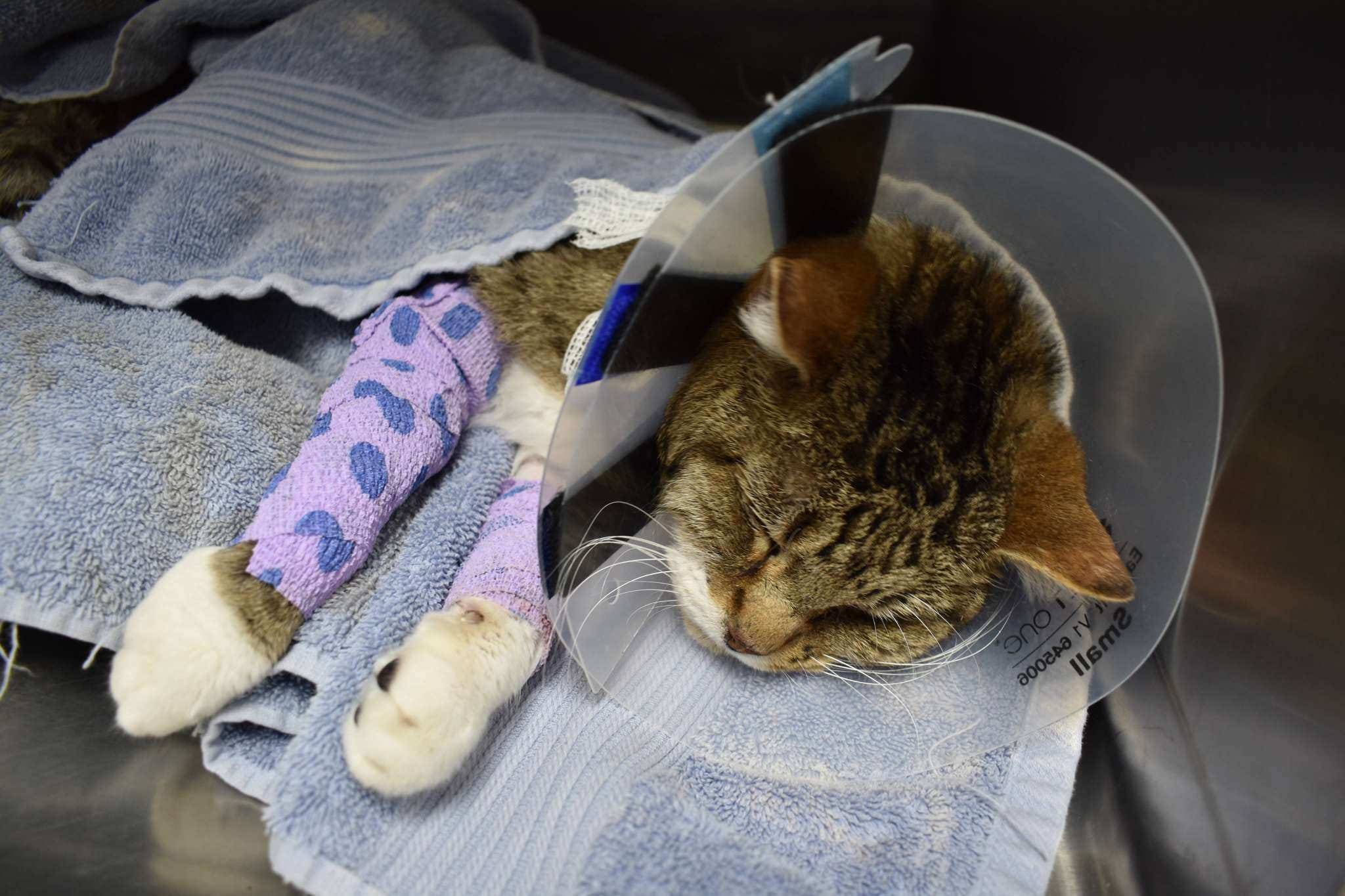 Cat needs leg amputation after being shot