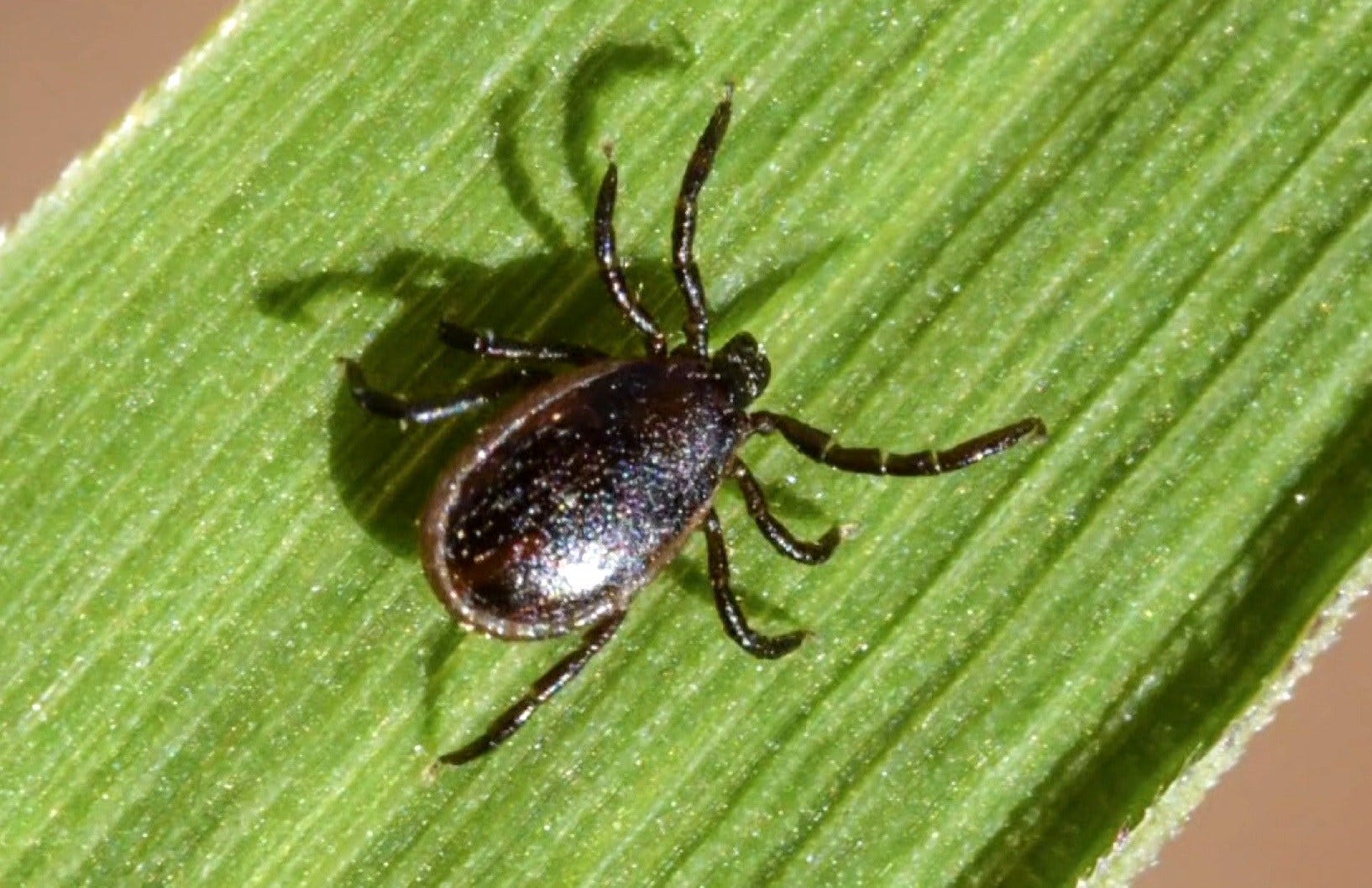 Be aware of ticks this spring and summer