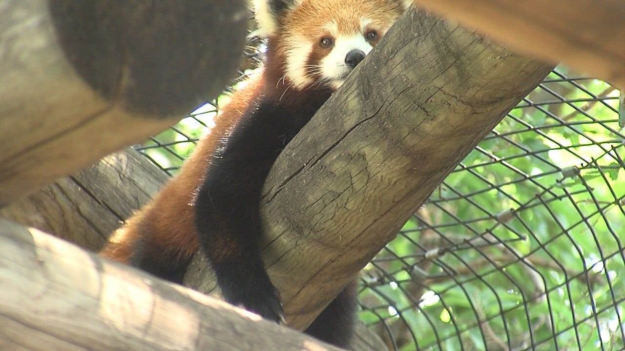 Zoo animals keep cool with rising temperatures