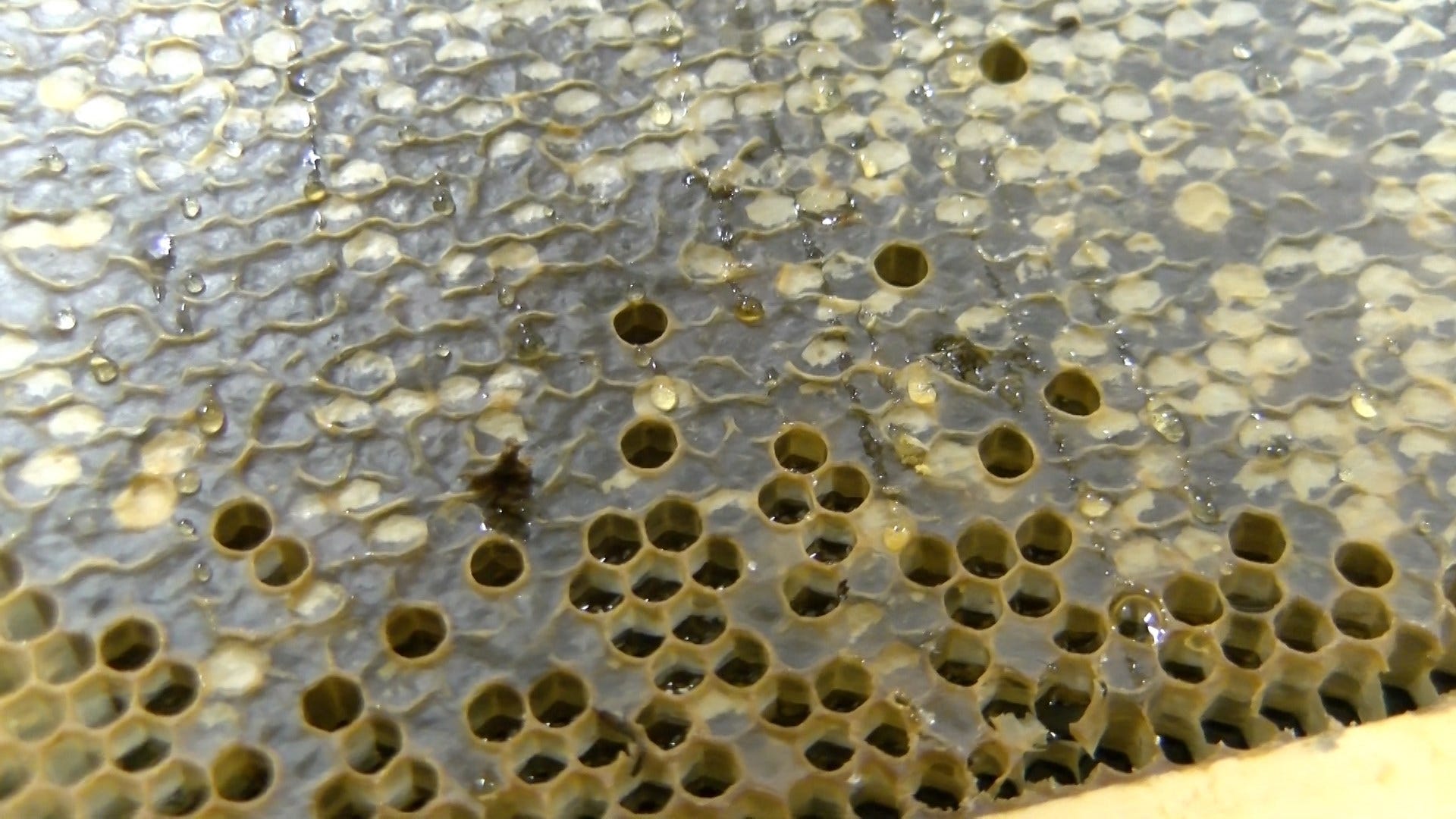 Beekeepers rebuild hives after millions of bees die during harsh