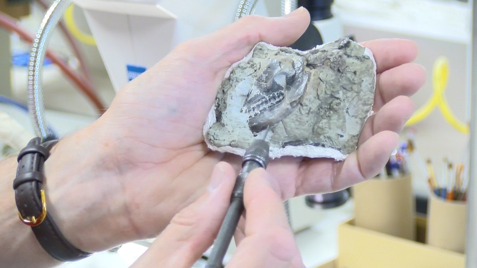 50 million-year-old lemur fossil added to University of Nebraska