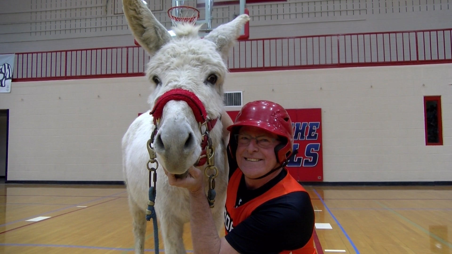 Have you ever seen this sport? It's Donkey Basketball