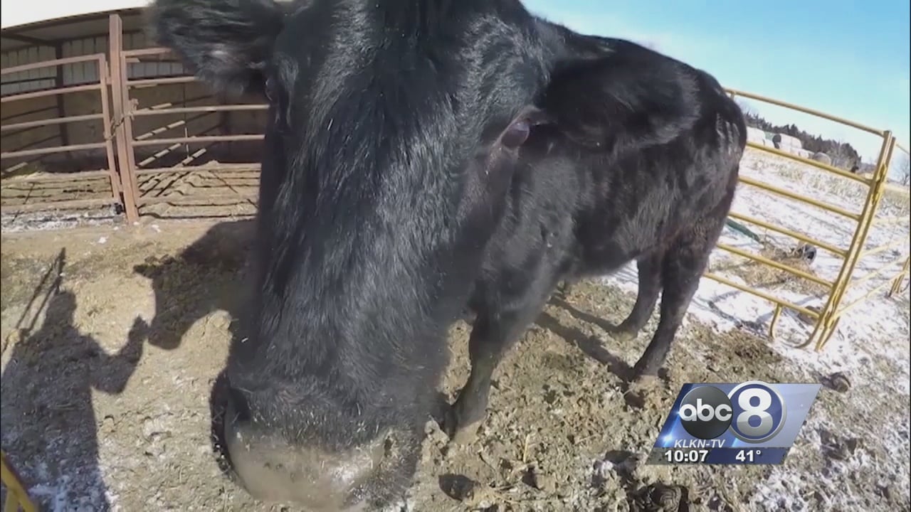 Holdrege native is recipient of Nebraska Cattlemen's highest honor