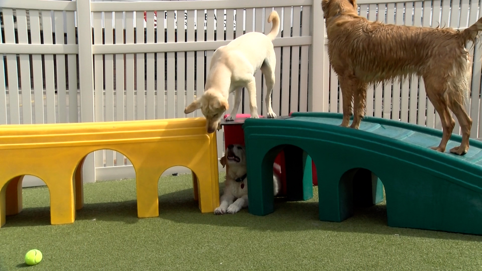 Dogs play during a social distancing Easter pup party