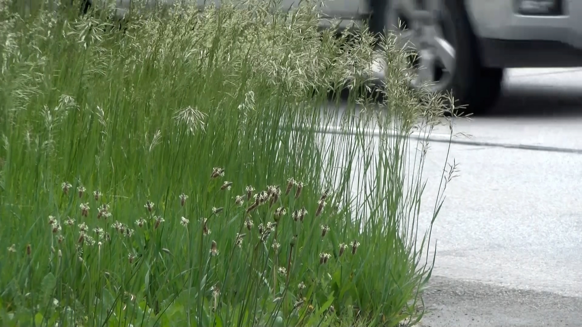 Highway hazard: neighbors express concerns over tall grass along Highway 2