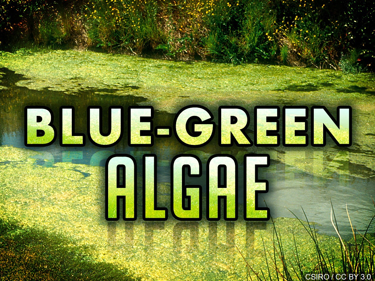 HAB Health Alerts issued for two more counties