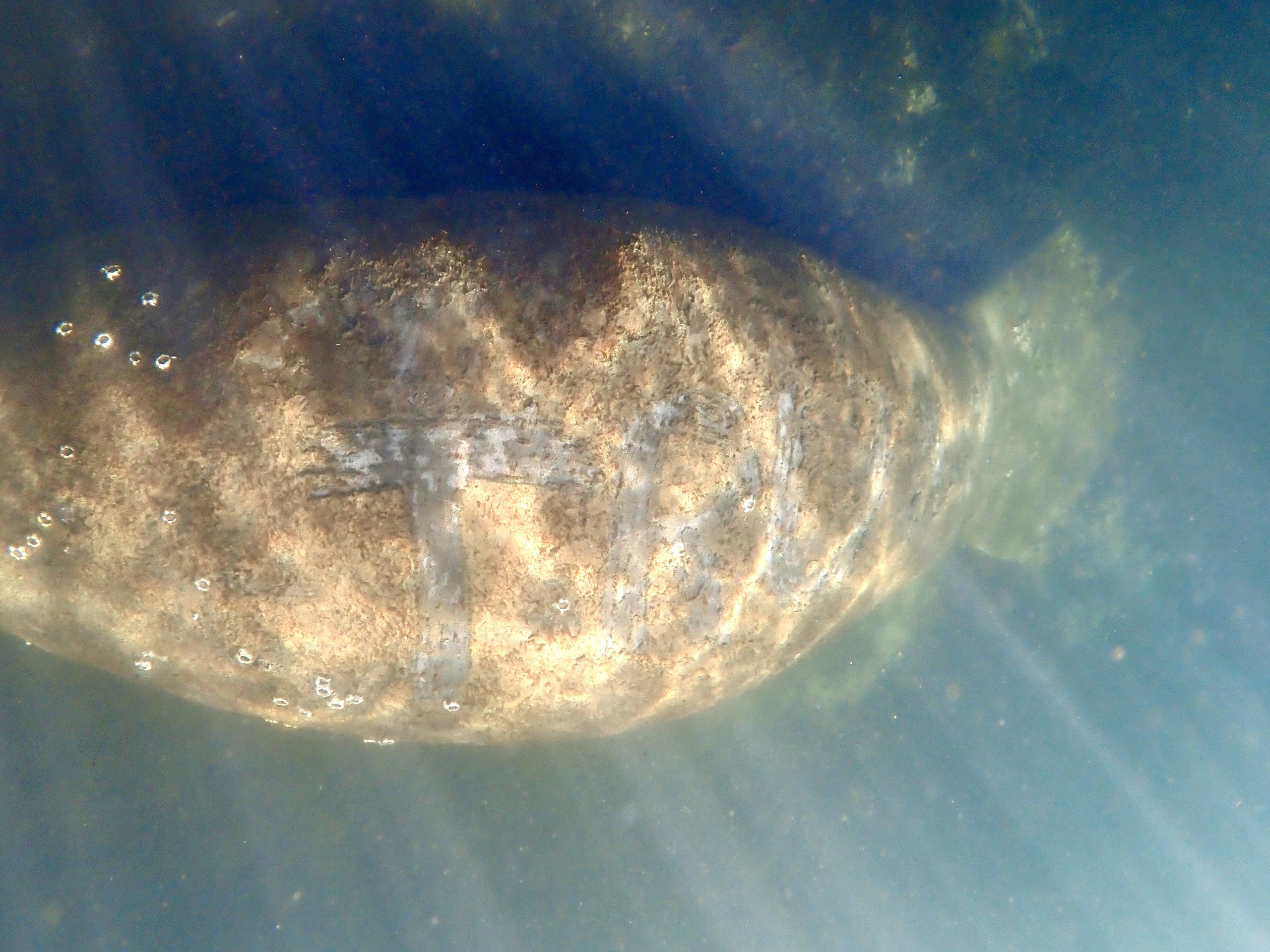 WATCH: Manatee found with 'TRUMP' scraped into its back