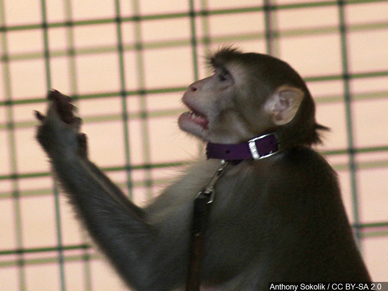 Virginia is now the 4th state to ban cosmetic animal testing