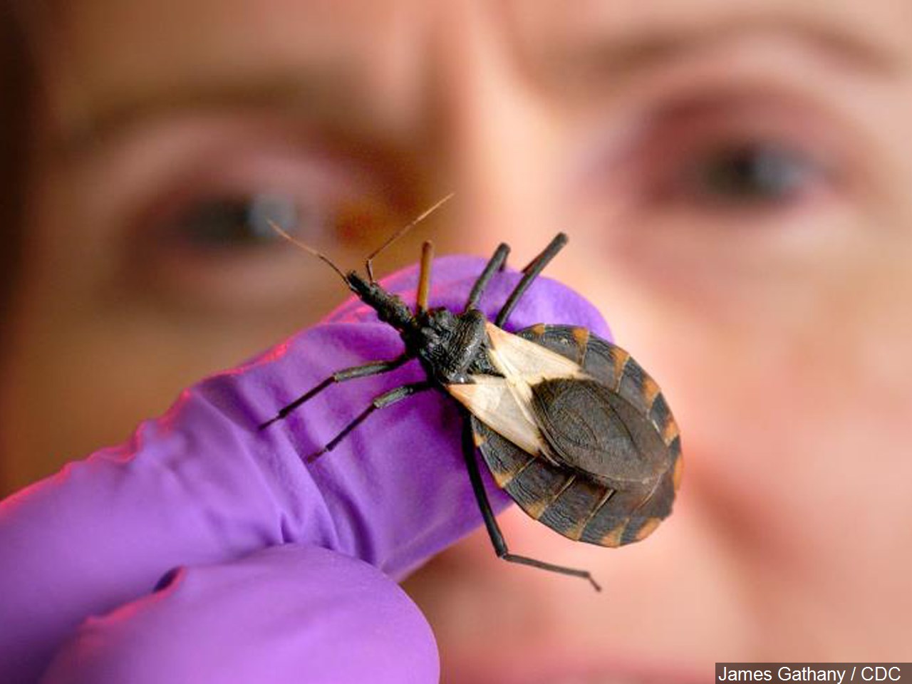 Officials ask Nebraskans to look out for kissing bugs