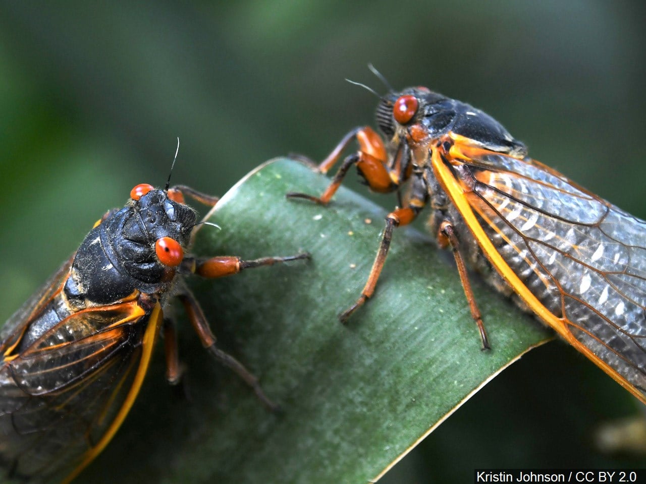 Seafood allergy? Don't eat cicadas!