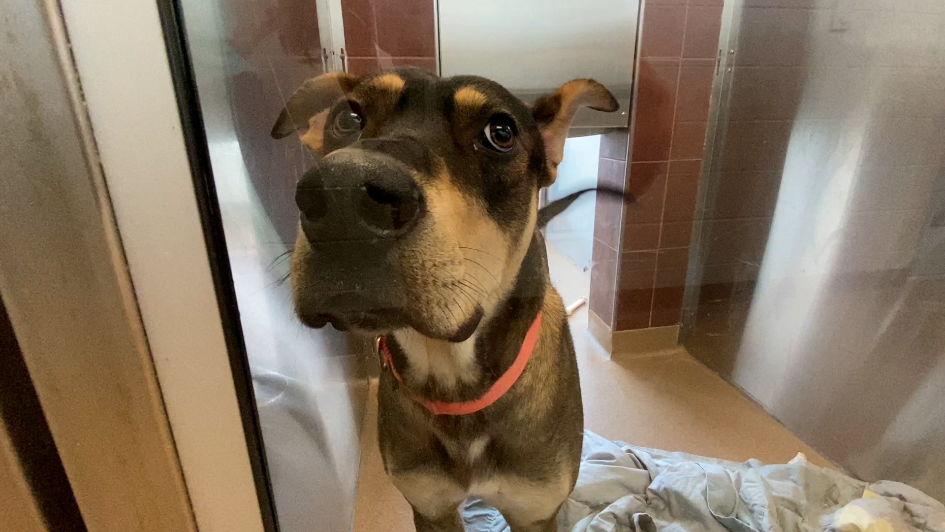 Capital Humane Society asking for help with over 300 animals in the shelter