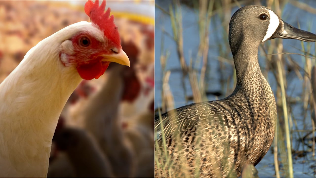 POLL: Is it the chicken dance or the duck dance?