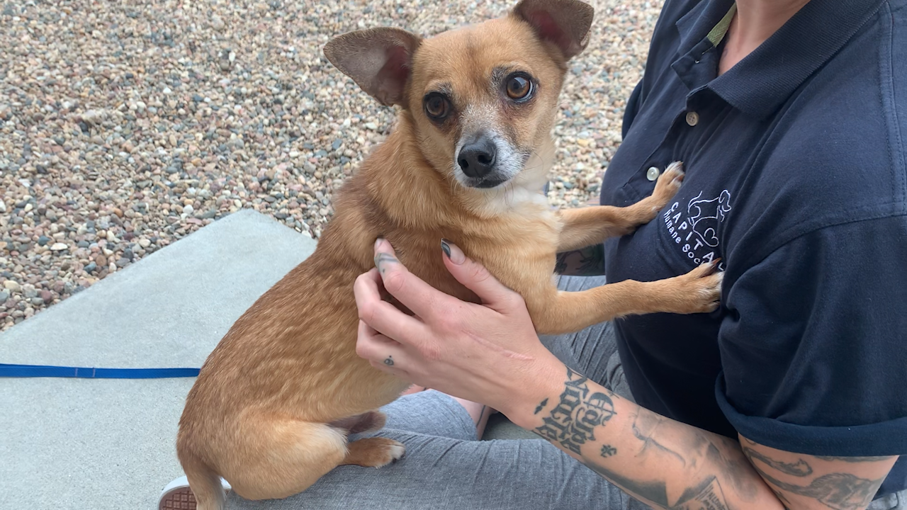 Capital Humane Society rescues six dogs from LA shelter after Hurricane Ida