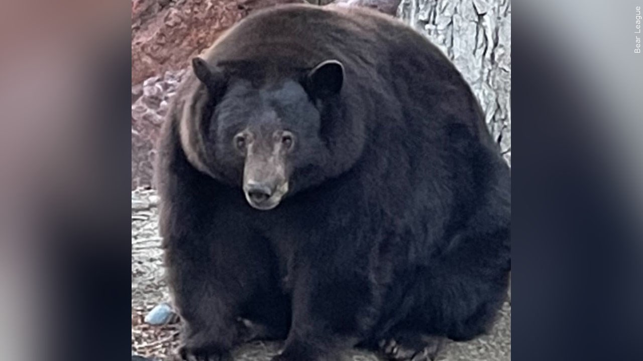 It’s a bear battalion! Hank the Tank turns out to be 3 bears